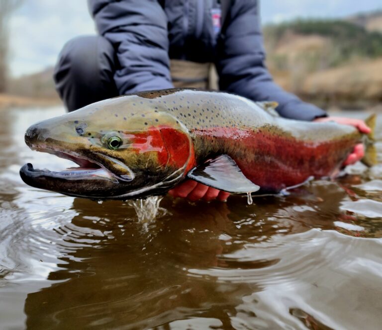 What Is The Difference Between Rainbow Trout And Steelhead Trout? - Got ...