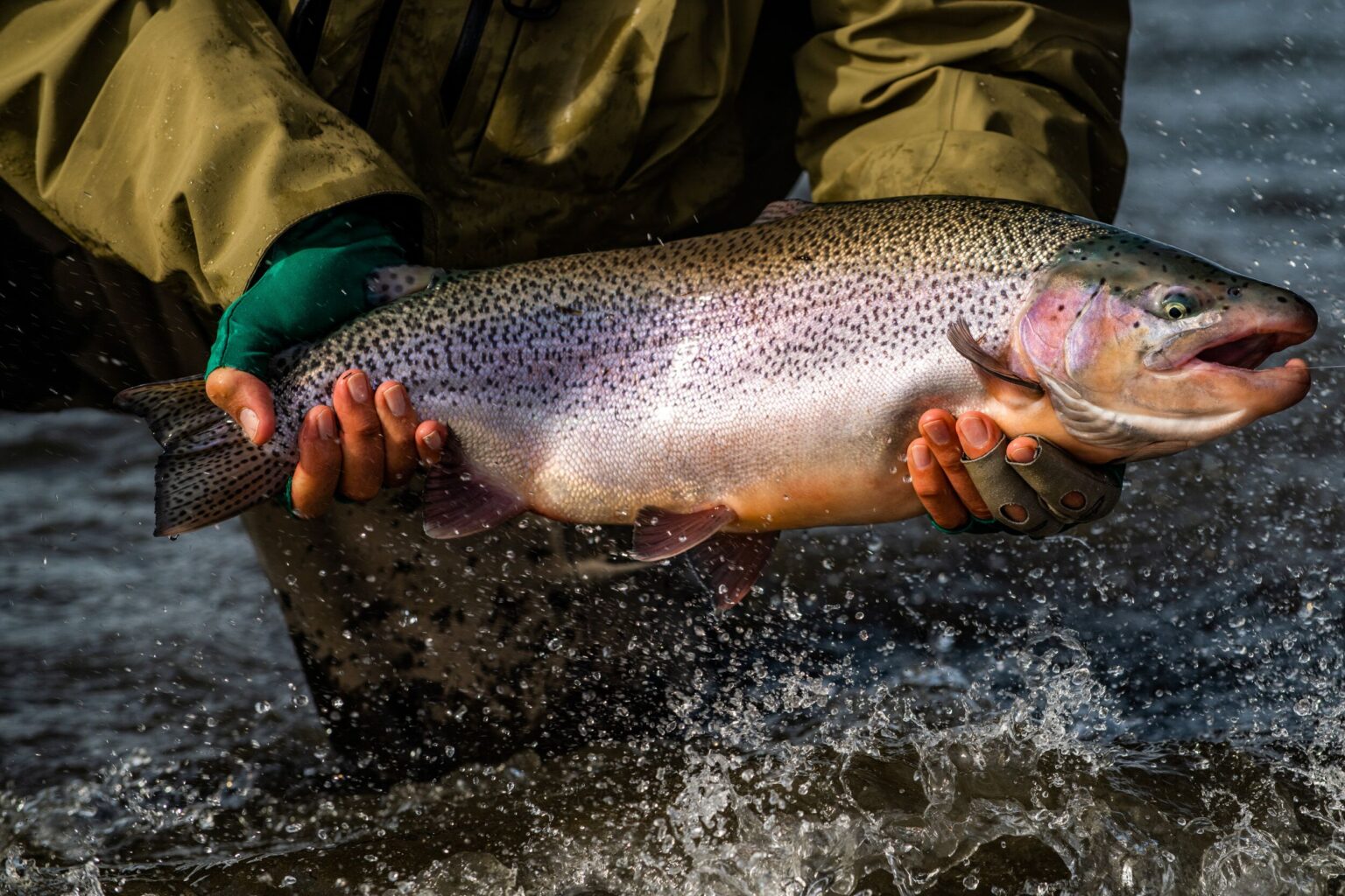 A Kaleidoscope of Colors: Exploring 9 Subspecies of Cutthroat Trout in ...