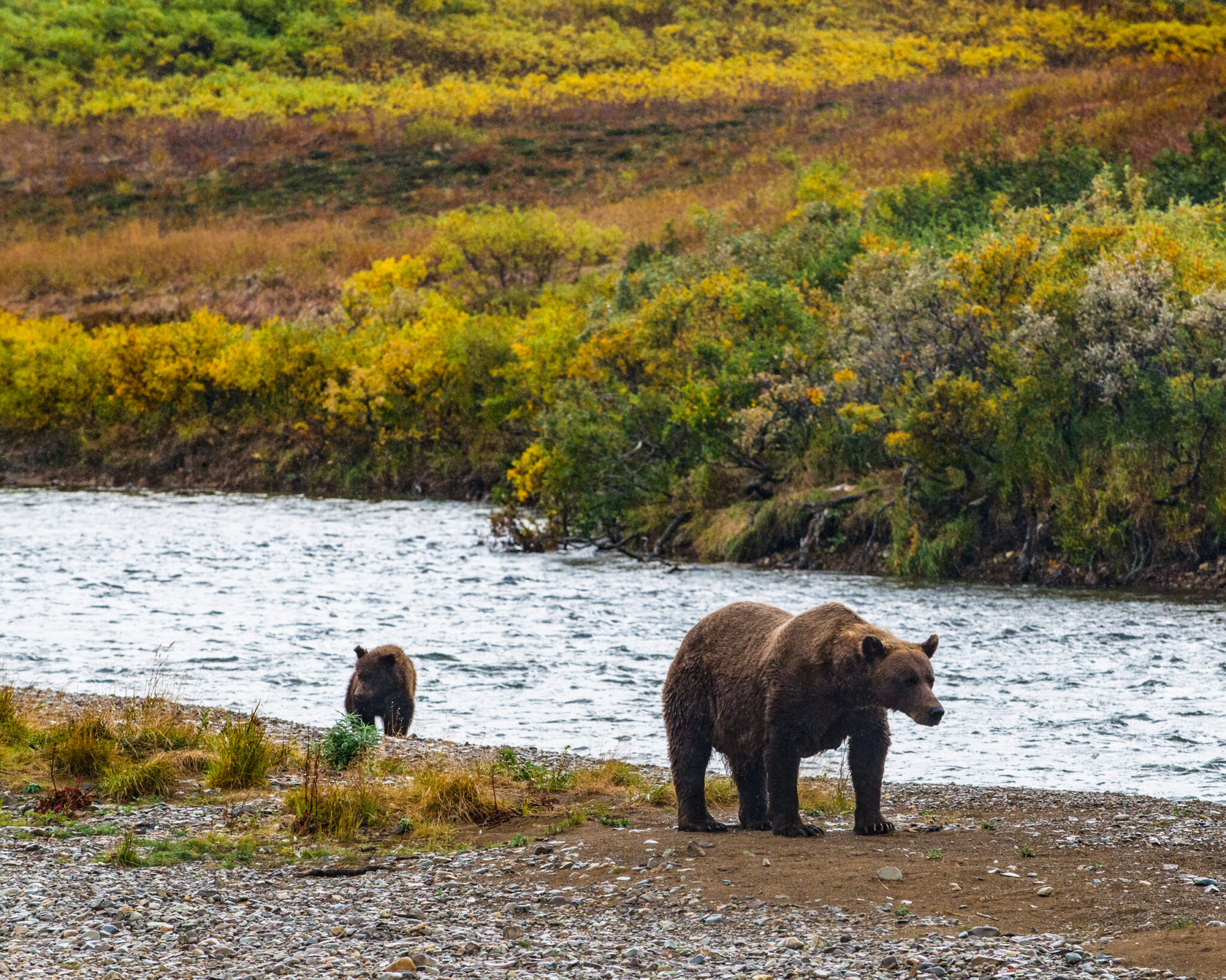 Intricate Bay Lodge & The Outpost - Alaska - Got Fishing