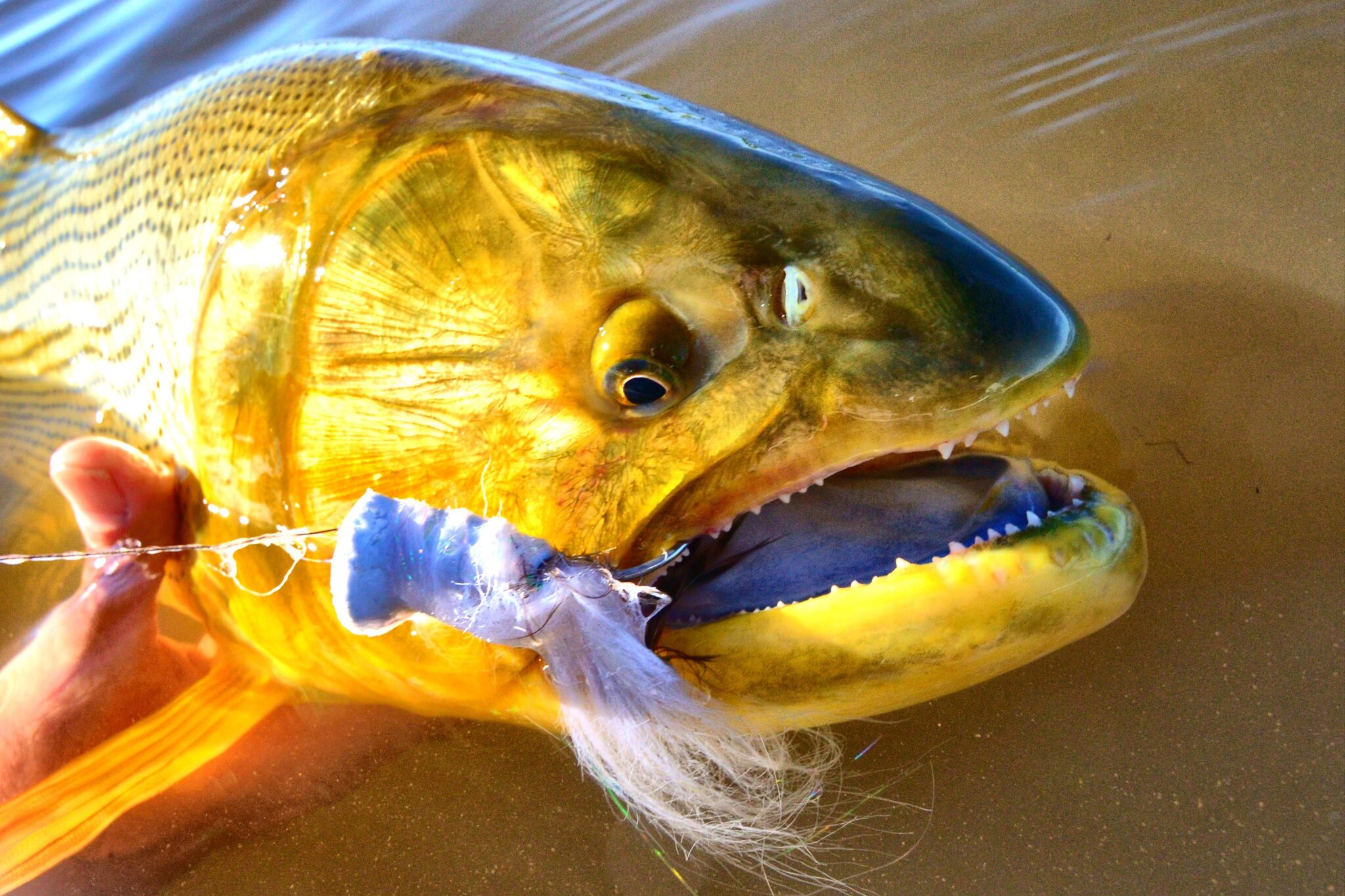 Golden Dorado: The Jewel of the Paraná River - Got Fishing