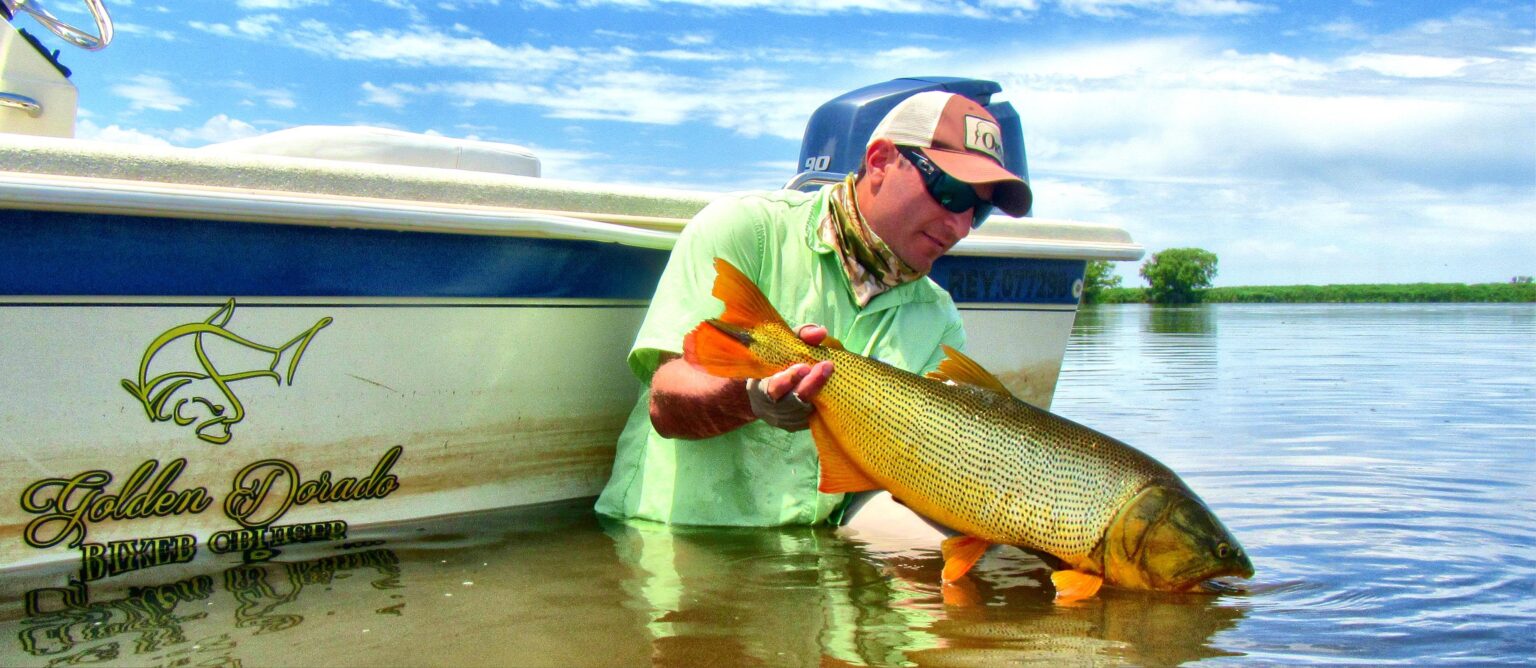 Golden Dorado: The Jewel of the Paraná River - Got Fishing