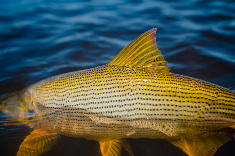 Golden Dorado: The Jewel of the Paraná River - Got Fishing