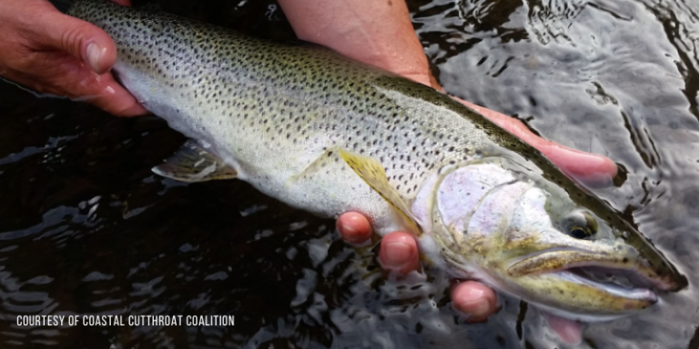 A Kaleidoscope of Colors: Exploring 9 Subspecies of Cutthroat Trout in ...