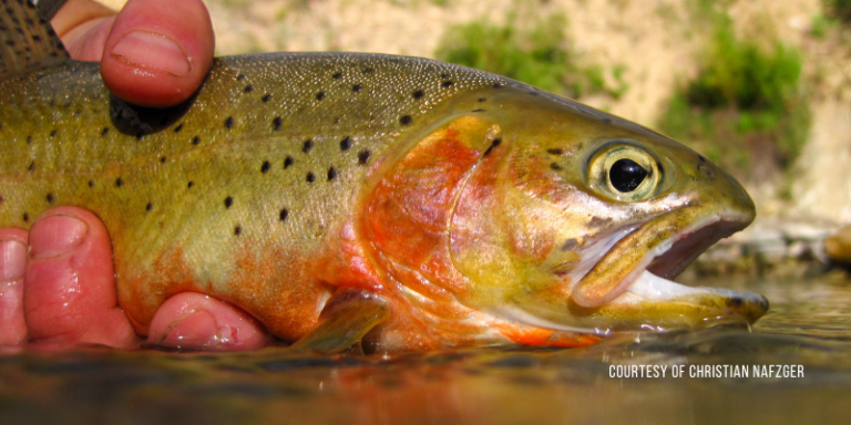 A Kaleidoscope of Colors: Exploring 9 Subspecies of Cutthroat Trout in ...