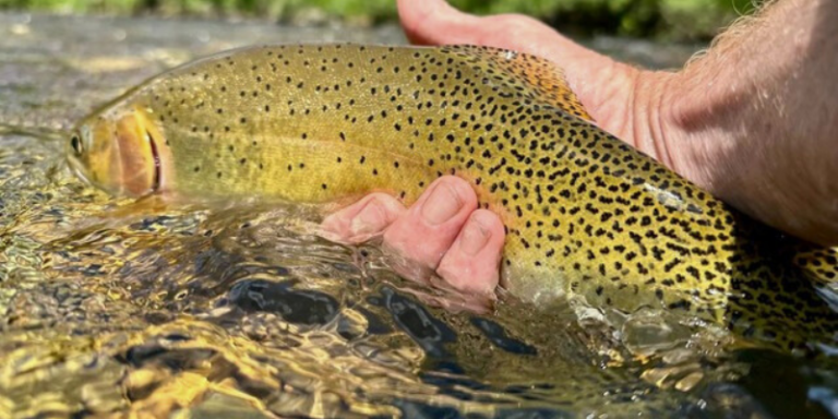 A Kaleidoscope of Colors: Exploring 9 Subspecies of Cutthroat Trout in ...