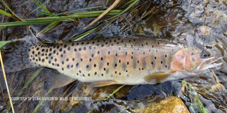 A Kaleidoscope of Colors: Exploring 9 Subspecies of Cutthroat Trout in ...