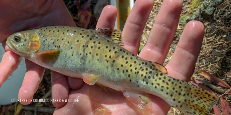 A Kaleidoscope of Colors: Exploring 9 Subspecies of Cutthroat Trout in ...