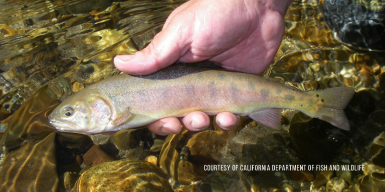 A Kaleidoscope of Colors: Exploring 9 Subspecies of Cutthroat Trout in ...